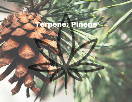 Top Terpene in Hemp Flower: Pinene - RESTART CBD