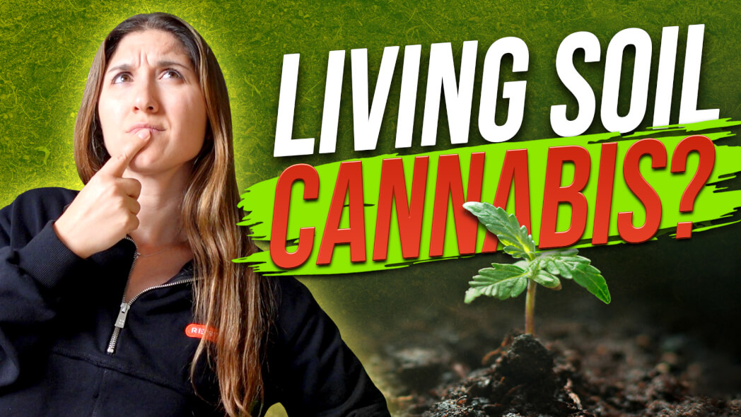 What is Living Soil Cannabis? - RESTART CBD & THC